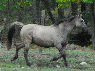 Double L Kiger Ranch - Kigers: Kiger Stallions at stud, Kigers for sale, Kiger Mustangs in Oregon